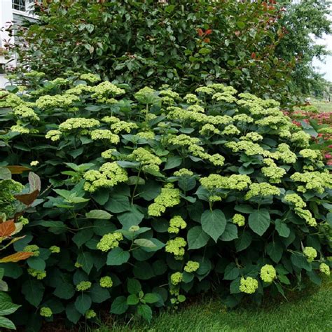 Smooth Hydrangeas Hydrangea Arborescens Plant Addicts