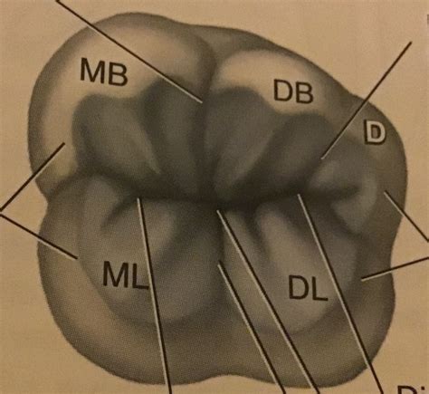 Mand Right 1st Molar Diagram Quizlet