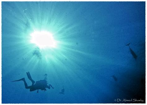 Dr Ahmed Shawky On Linkedin Diver Dolphins Egypt Dive Egypt
