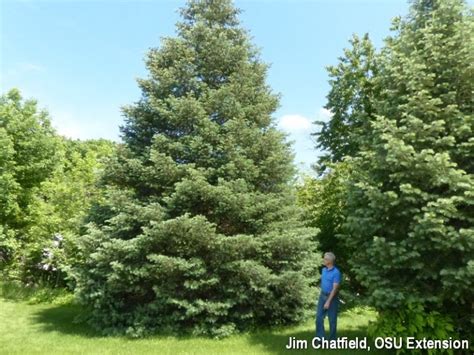 The Best Evergreen Trees To Grow In Arizona