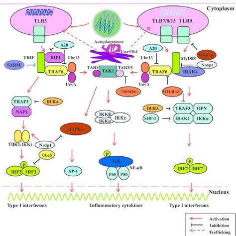 Pdf Recognition Of Pathogen Associated Nucleic Acids By Endosomal