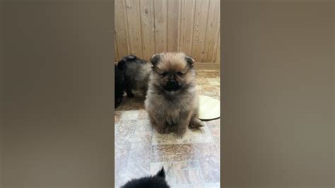 Щенки шпица Youtube