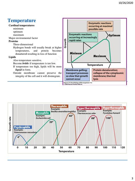 SOLUTION Bacterial Metabolism Theory Lecture 07 08 Studypool