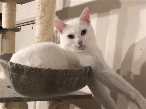 小辰 On Twitter うちのヤンデレ飼い猫ちゃん