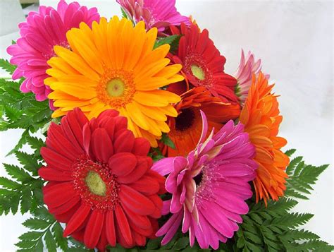 Gerbera Gondozása ültetése Teleltetése Cserepes és Kerti
