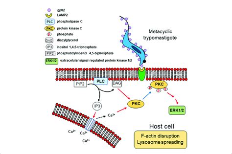 Schematic Representation Of Signaling Molecules And Pathways Possibly