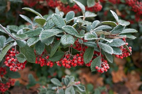 Buy Cotoneaster Lacteus Milkflower Cotoneaster Hedging Or Late Cotoneaster