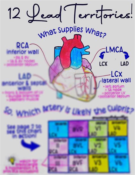 12 Lead Ecg Territories Etsy