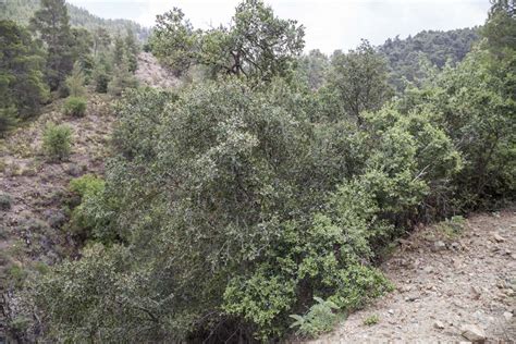 Quercus Calliprinos Palestine Oak Visit Solea