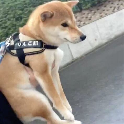 突然夕立濡れるのが嫌いな柴犬、散歩拒否で「輸送状態」になってしまう｜いぬのきもちweb Magazine 柴犬 犬 いぬ