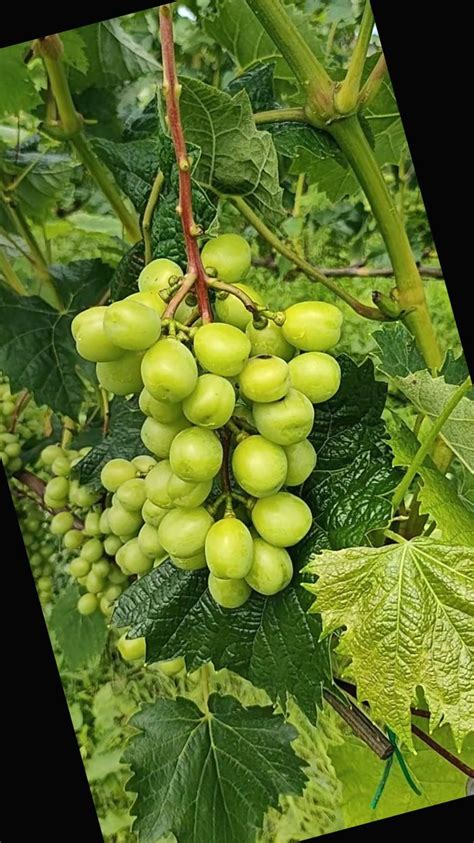 grape seg Instance Segmentation Dataset and Pre-Trained Model by caorunloong