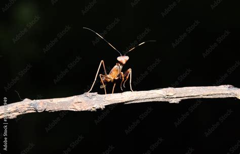 Mantises Are Distributed Worldwide In Temperate And Tropical Habitats