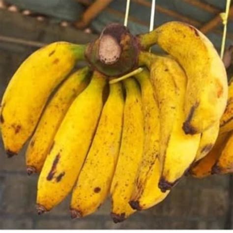 Jual BUAH PISANG RAJA SEREH 1 SISIR Kota Bandung Kaiku House Tokopedia