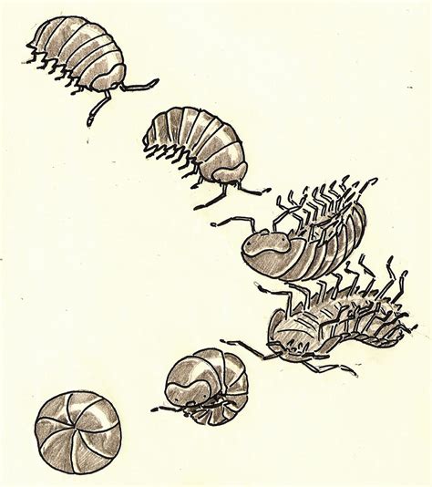 Pill Bug Drawing At Free For Personal Use Pill Bug
