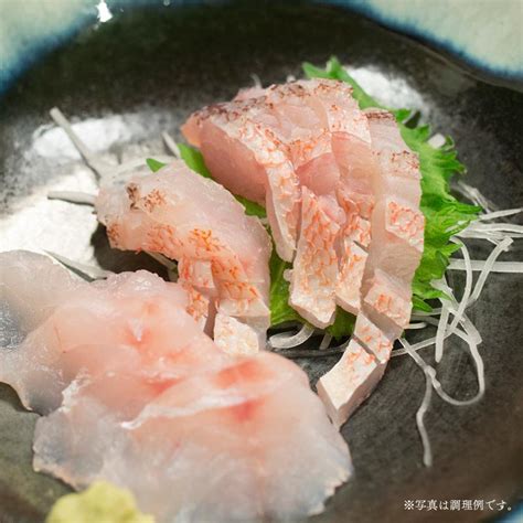 【甘鯛】高級魚「若狭ぐじ」をお届けいたします！ 送料無料 魚屋とび魚