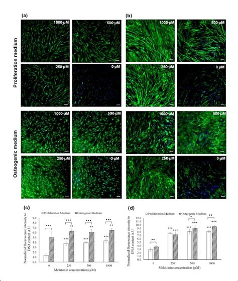 Upregulation Of RUNX And OCN Expressions Of HMSCs Cultured On Download Scientific Diagram