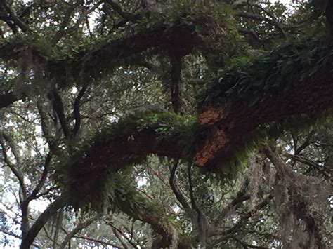 Live Oak Hilton Head Island