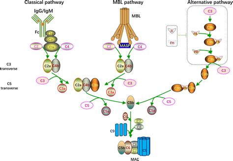Frontiers Targeting The Complement Pathway In Malignant Glioma