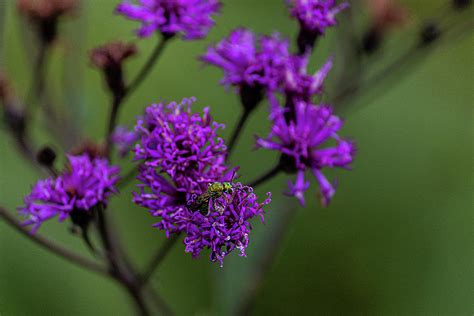 Pollination Photograph By Anthony Lordi Pixels