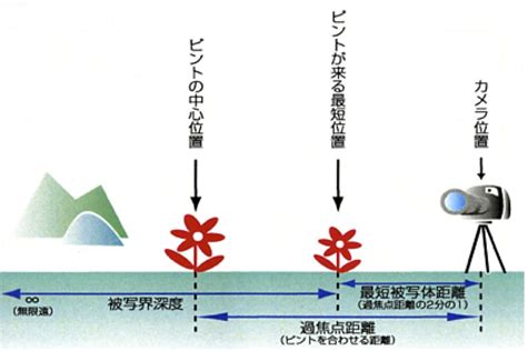 ピントを合わせる位置は、画面内の一番手前にある被写体（この写真の場合は右下の花）の 2 倍の位置にある被写体に合わせます。