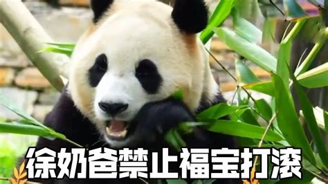 听到福宝打滚的欢呼，才明白徐奶爸为什么每次都拒绝福宝打滚，粉丝的欢呼也是一种“温柔陷阱”【记住福宝】 Youtube