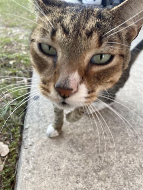 Does The Beaty Kitty Have A Name Rufl