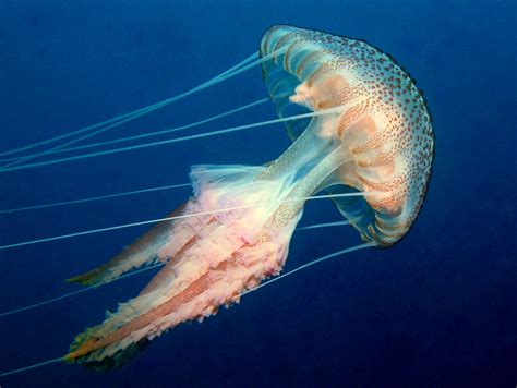 La Pelagia Noctiluca La Medusa Che Infesta Il Mediterraneo