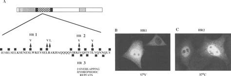 Point Mutations In The Amino Terminal Hydrophobic Heptad Repeats A