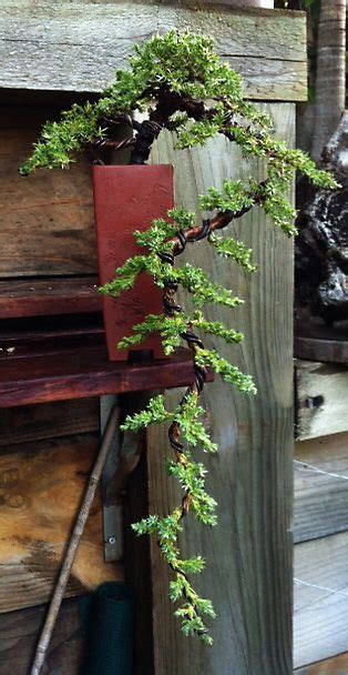 Cascade Shohin Juniper Bonsai Tree