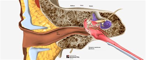 Glue Ear Otitis Media With Effusion Ome Symptoms