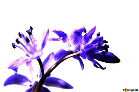 明るい花の背景 無料の写真 № 39007