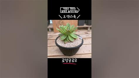 로얄글로우 다육식물을 소개합니다 다육이 Succulent Plants 반려식물 플랜테리어 Shorts Youtube