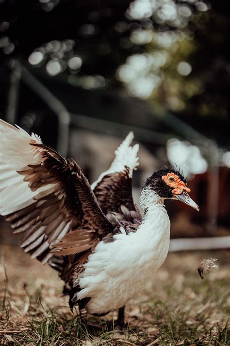 My Duck Likes To Pose R Duck