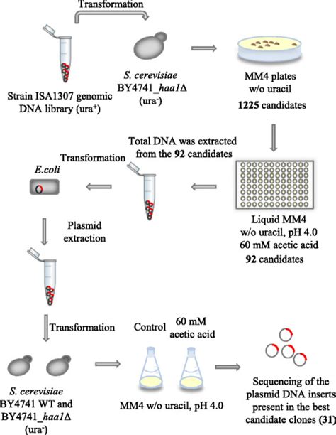 Genomic Library Screening To Search For Determinants Of Acetic Acid Download Scientific Diagram