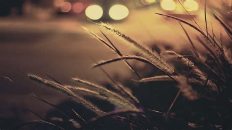 Wallpaper Sunlight Sunset Night Nature Reflection Plants Branch