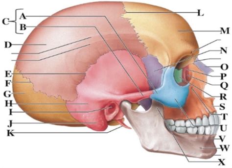 Anatomy Quiz Exam 2 Preparation Study Materials Flashcards Quizlet