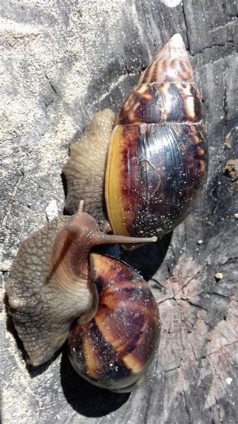 Snail Sex Signal Stock Photos Free Royalty Free Stock Photos From Dreamstime