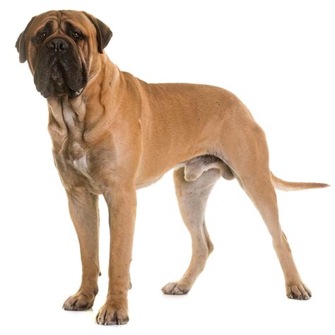 What Is The Biggest Bull Mastiff