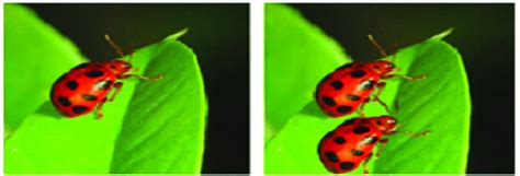 Copy Move The Left Image Is The Original And The Right Is Copy Move Download Scientific Diagram