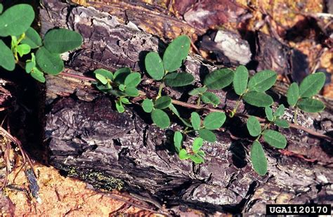 Lespedeza Procumbens Trailing Bush Clover Go Botany