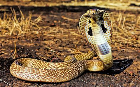 Cobras Wallpapers Wallpaper Cave