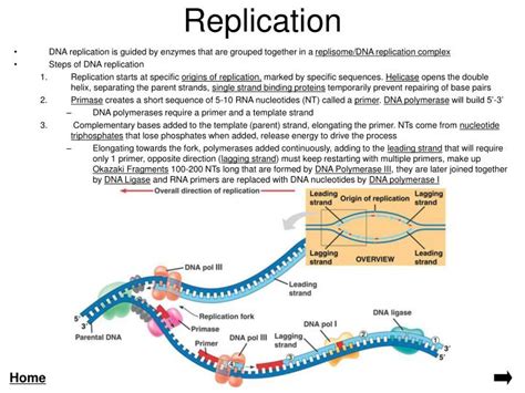 PPT DNA Chapters 16 18 20 PowerPoint Presentation ID 1799660