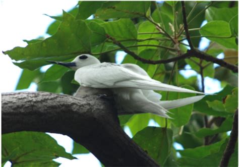 Honolulus Beloved Manu O Ku Birds Thrive In Our Urban Trees The