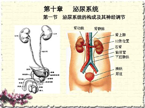 人体解剖生理学第十章泌尿系统word文档在线阅读与下载无忧文档