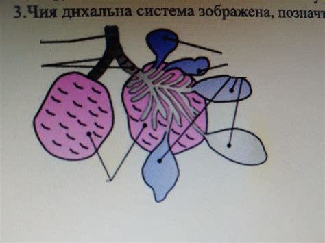 Чия дихальна система зображена позначте її складові Школьные Знания Com