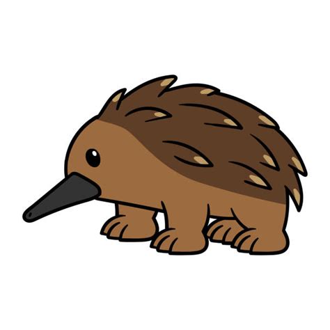 Echidna Illustrations Royalty Free Vector Graphics And Clip Art Istock
