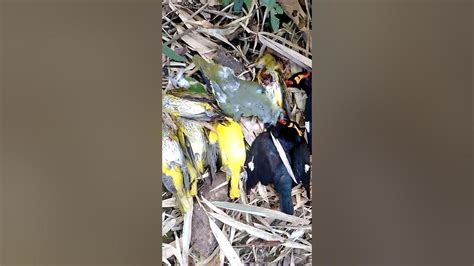 အီၣ်ကဒီးလံ တဘျီဂီၢ် ထိၣ်လဲလဲ🦅🦅🦅🦉🦉🦉🐦🐦🐦 Youtube