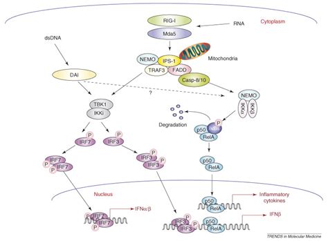 Signaling to NF κB by Toll like receptors Trends in Molecular Medicine