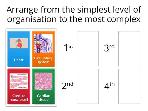 Levels Of Organisation System 1 Rank Order