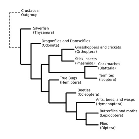 Introduction To Insect Taxonomic Classification Bug Under Glass